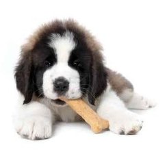 Saint Bernard Dogs | St. Bernard | Working Dog Breeds