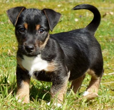 Toy Manchester Terriers...lively personalities, loyal companions!