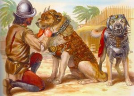 Mastiff Dog Breeds | Rare Breeds